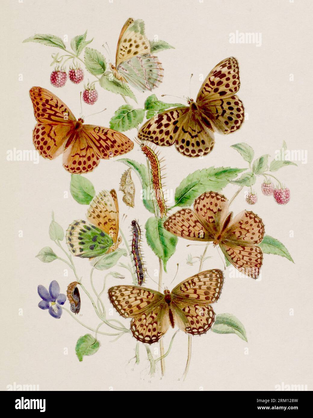 Vintage Butterflies Illustration. An old bookplate depicting exquisite ...