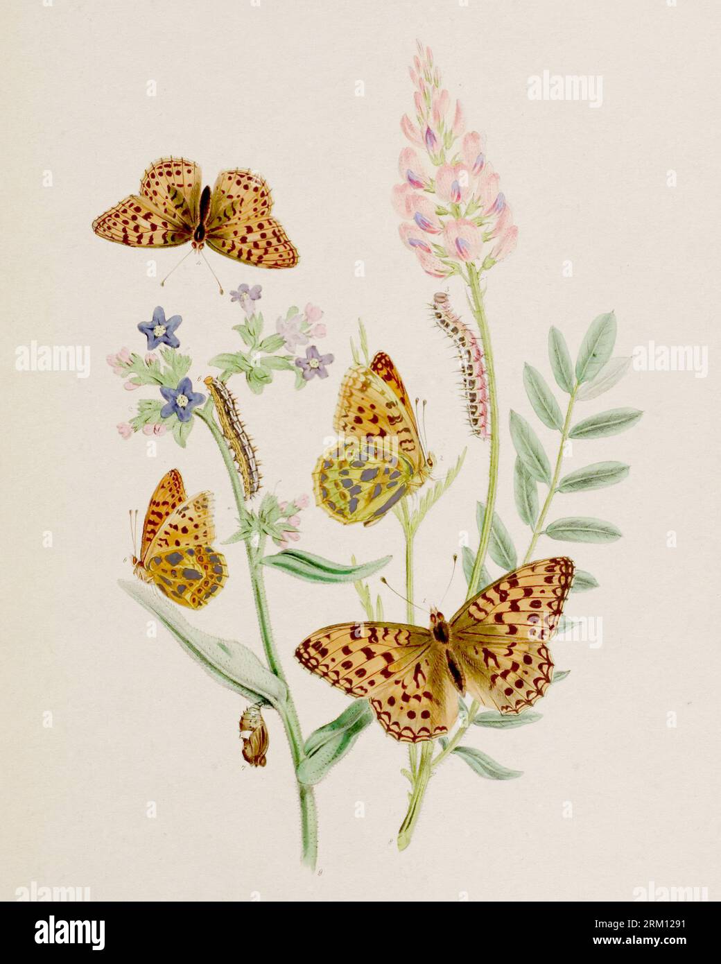 Vintage Butterflies Illustration. An old bookplate depicting exquisite ...