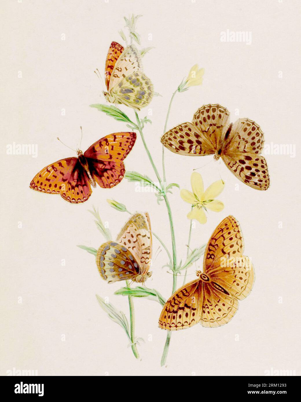 Vintage Butterflies Illustration. An old bookplate depicting exquisite ...