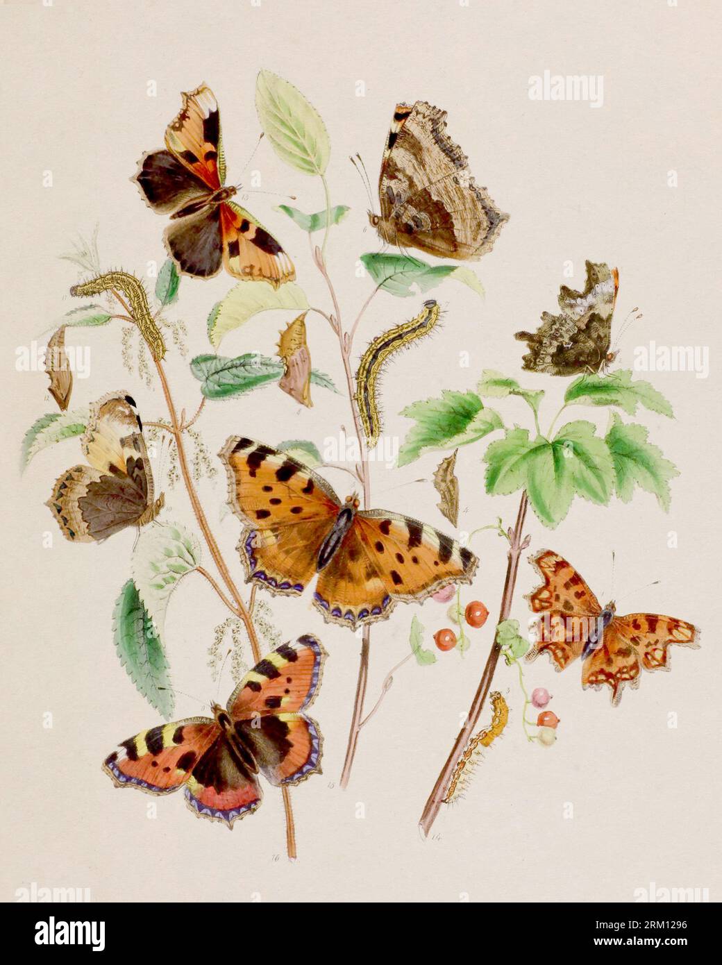 Vintage Butterflies Illustration. An old bookplate depicting exquisite ...