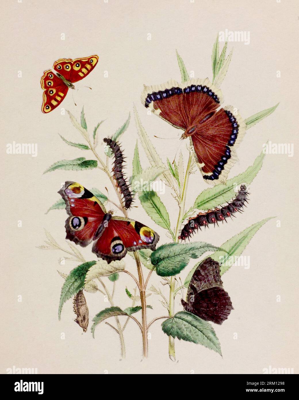 Vintage Butterflies Illustration. An old bookplate depicting exquisite ...