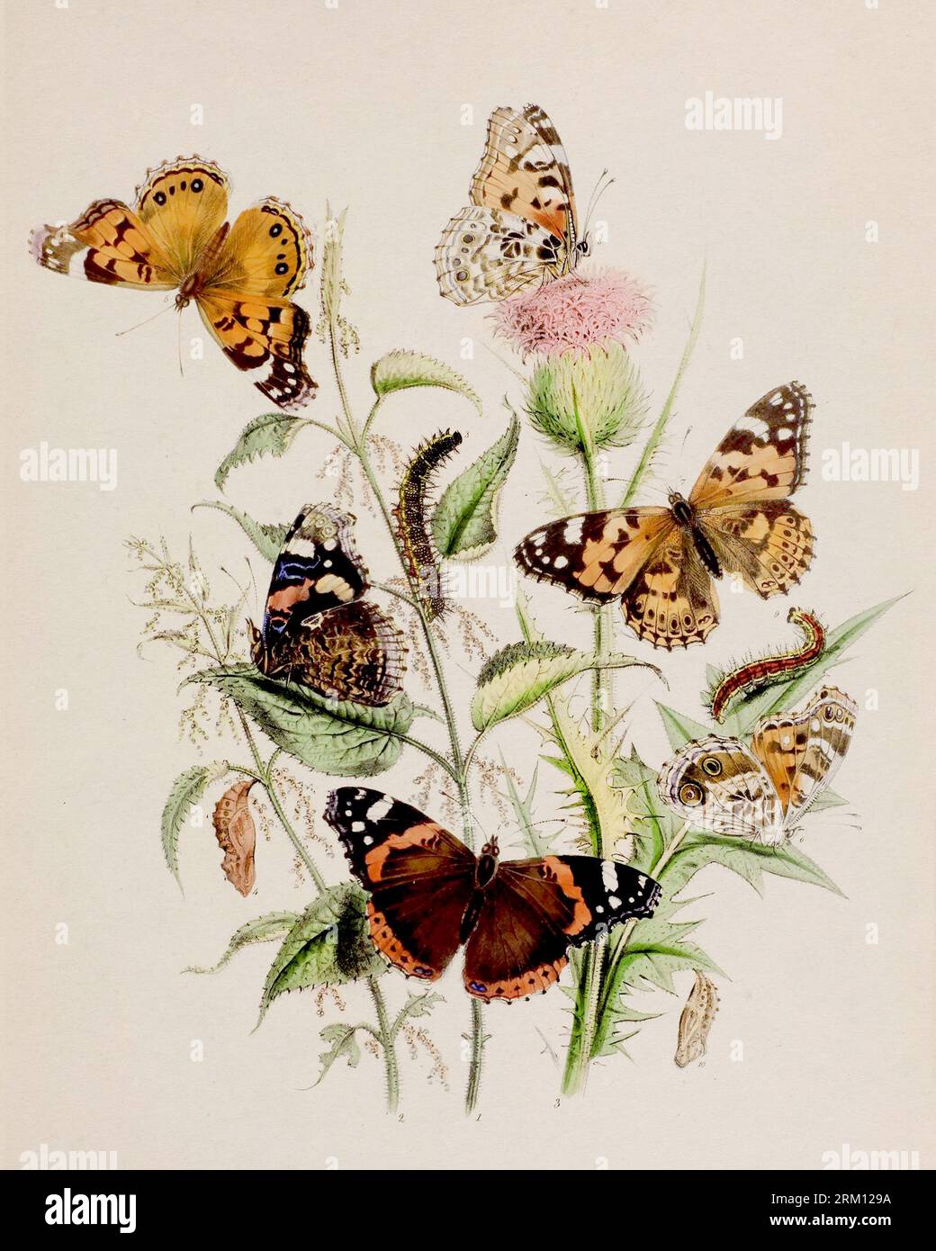 Vintage Butterflies Illustration. An old bookplate depicting exquisite ...