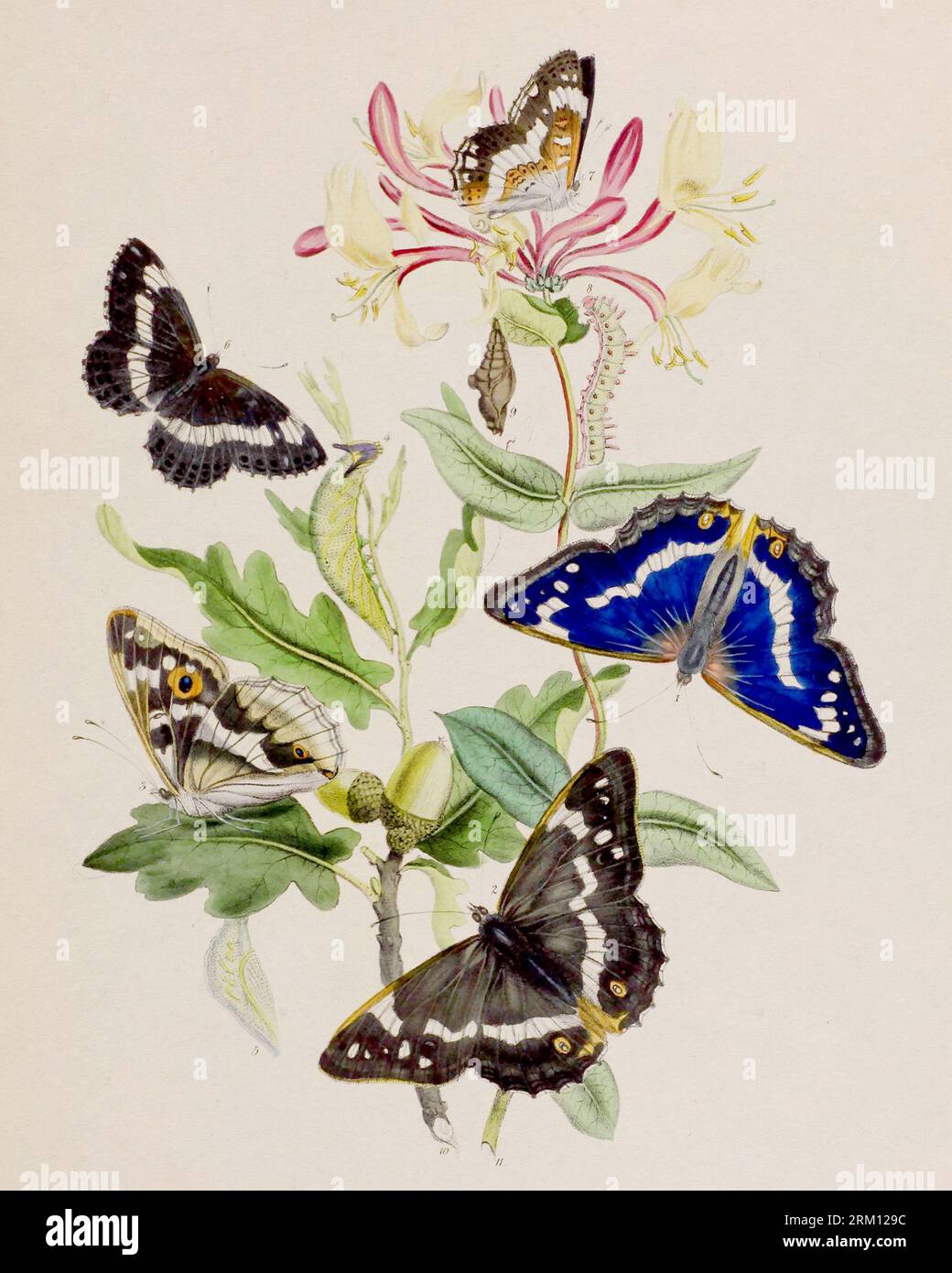 Vintage Butterflies Illustration. An old bookplate depicting exquisite ...
