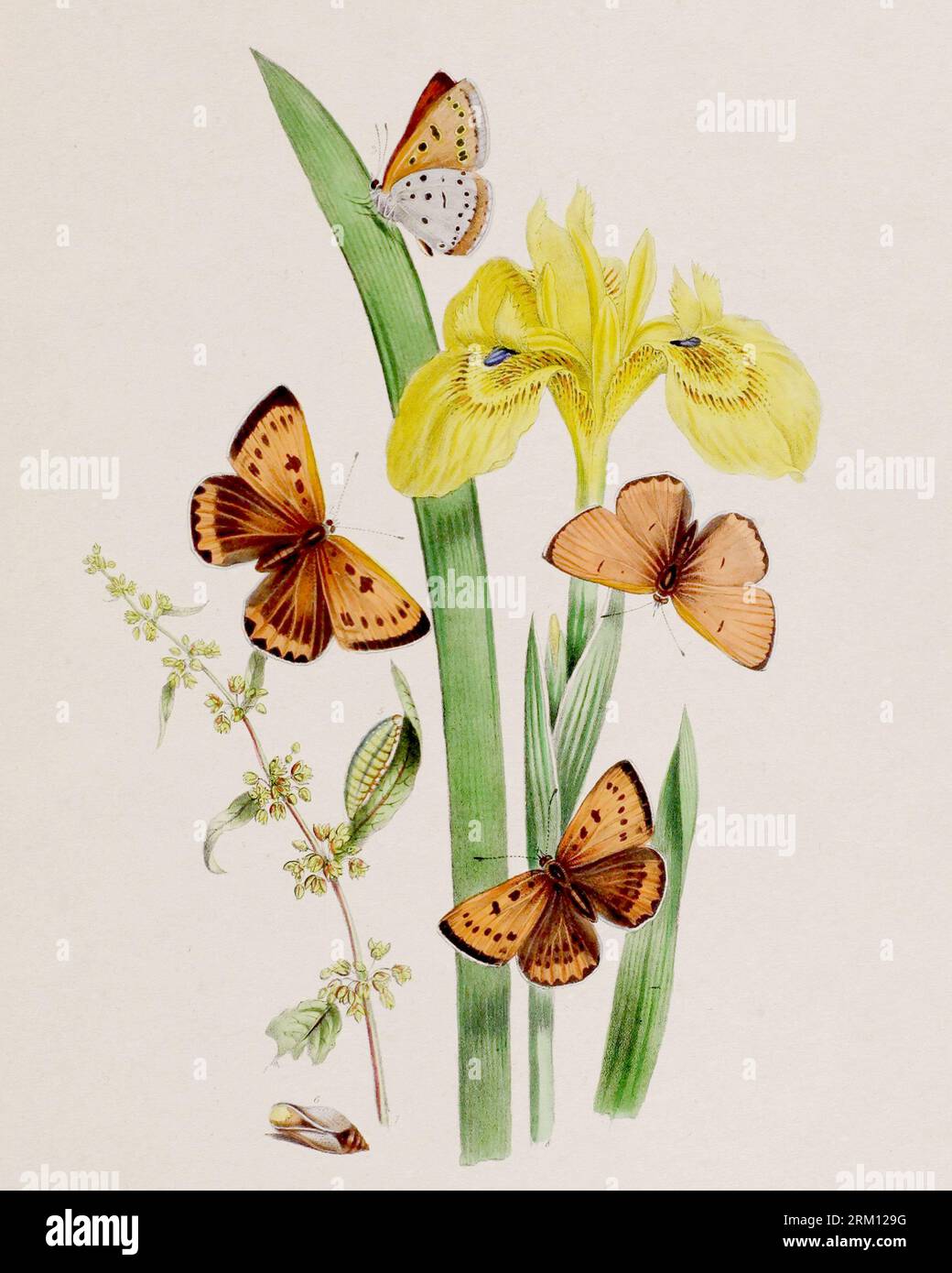 Vintage Butterflies Illustration. An old bookplate depicting exquisite ...