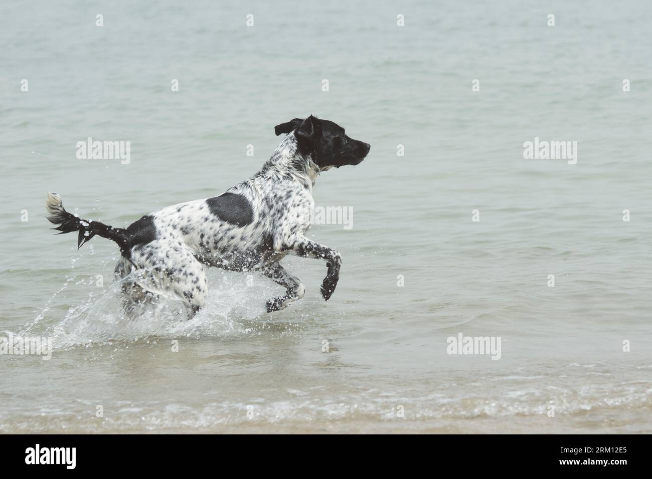 Full body portrait of an adult female dog running and splashing through ...