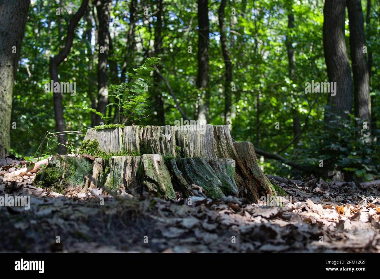 Pile of dead shrubs hi-res stock photography and images - Alamy