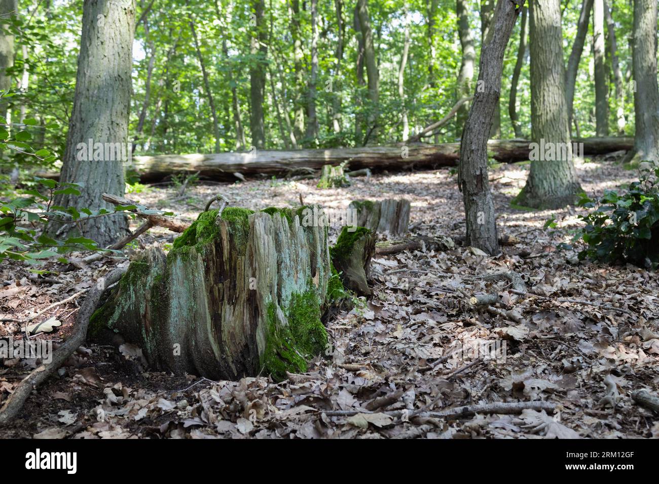 An idyllic outdoor scene featuring a lush green forest filled with ...
