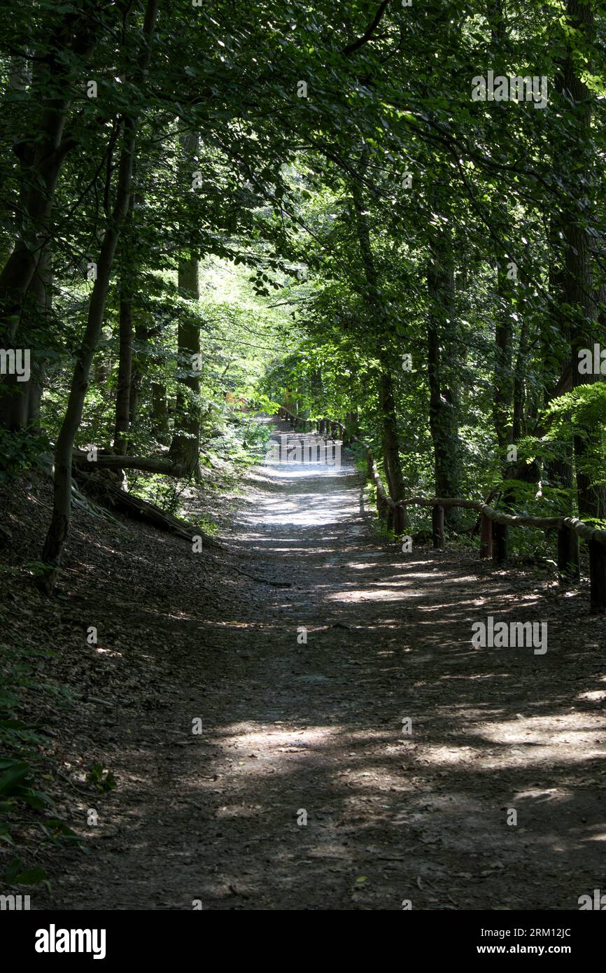 A winding nature path through a tranquil wooded area, with a wooden ...