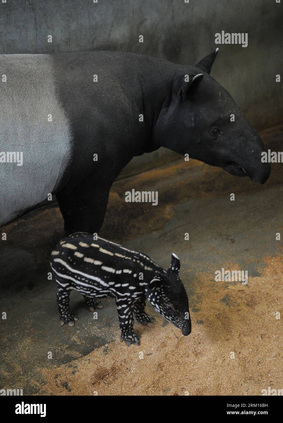 Tapir enclosure hi-res stock photography and images - Alamy