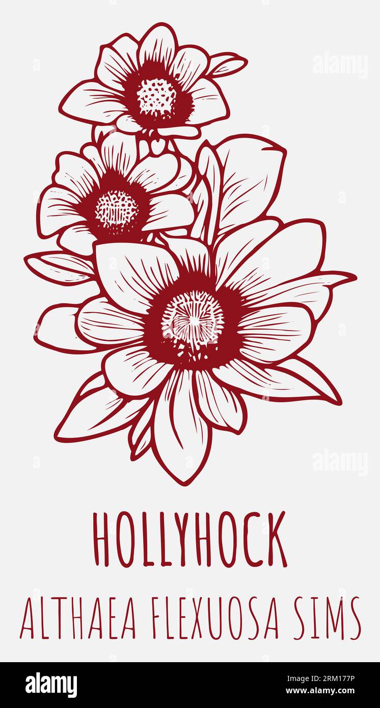 Vector drawings HOLLYHOCK. Hand drawn illustration. Latin name ALTHAEA ...