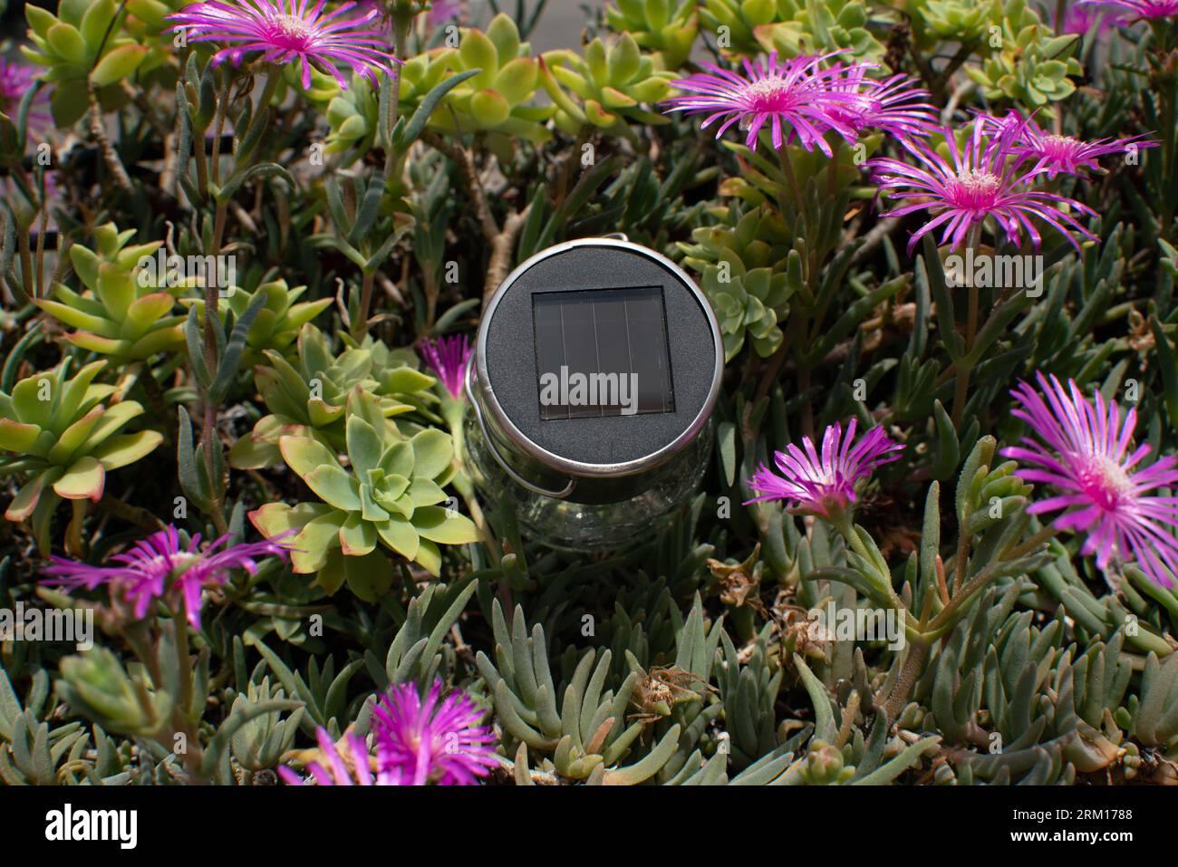 solar panel in flowers, concept idea about solar energy and its ...