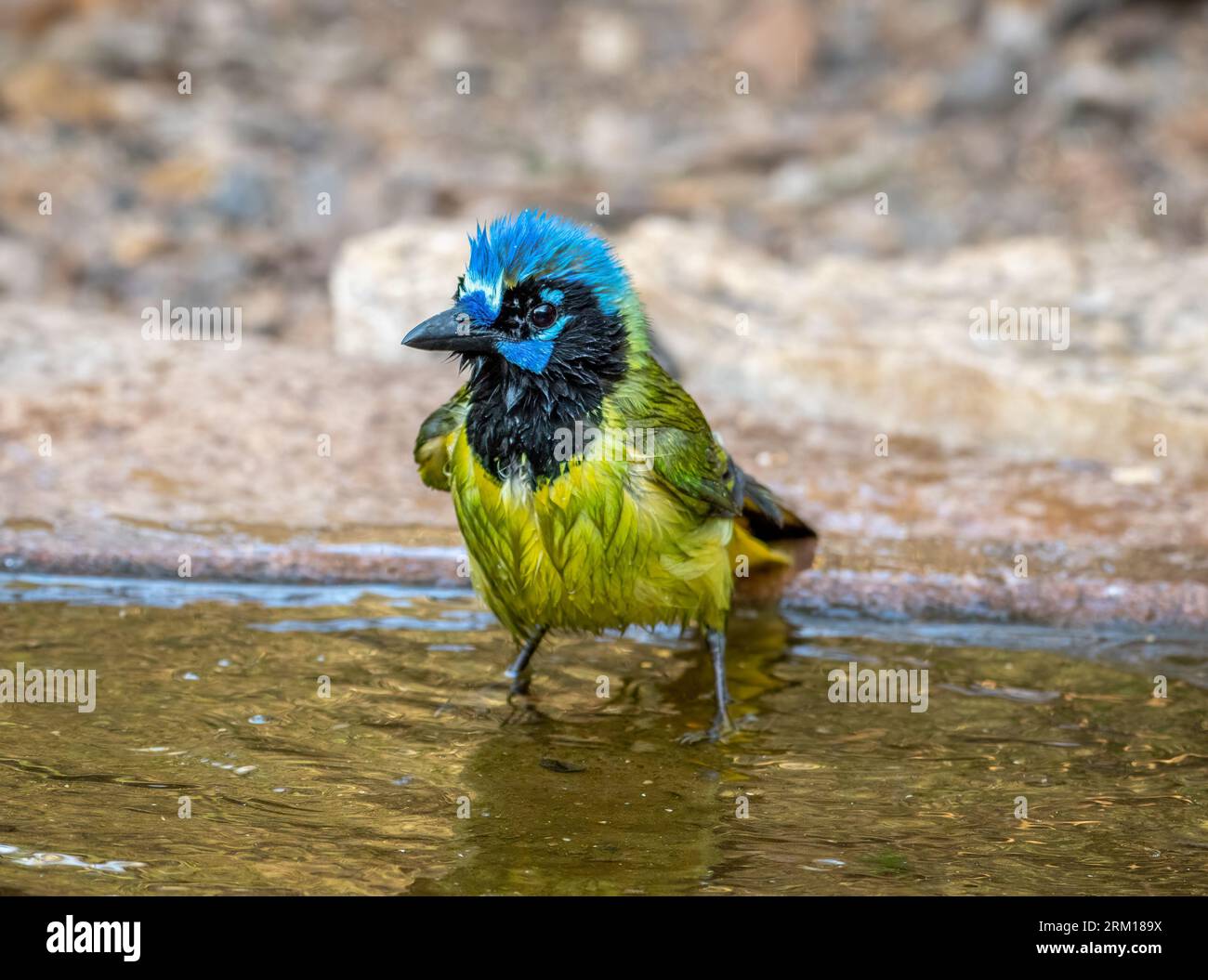 A beautiful and very wet Green Jay in a south Texas woodland on the ...