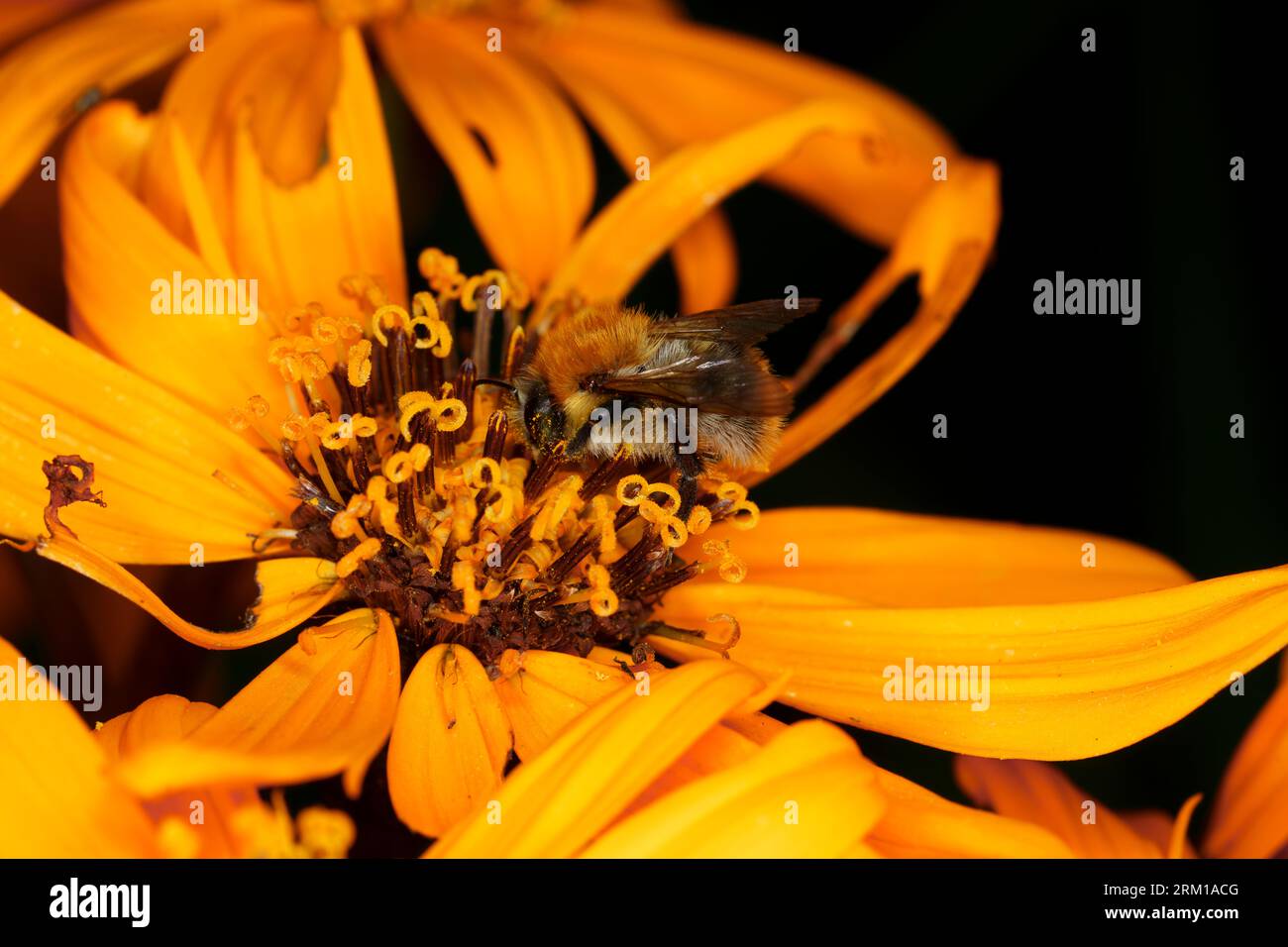 Bombus pascuorum Family Apidae Genus Bombus Common carder bumble bee ...