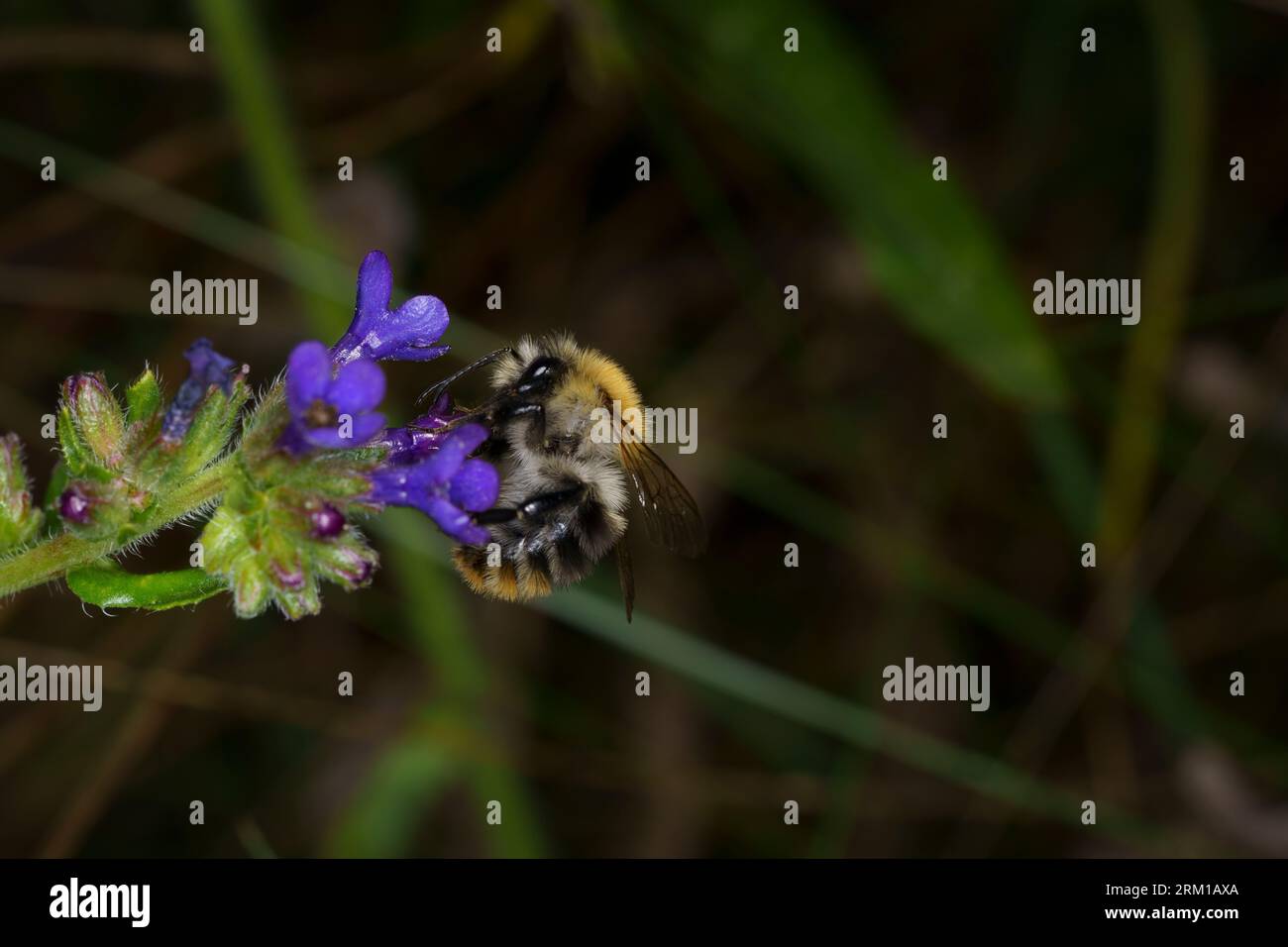 Bombus pascuorum Family Apidae Genus Bombus Common carder bumble bee ...