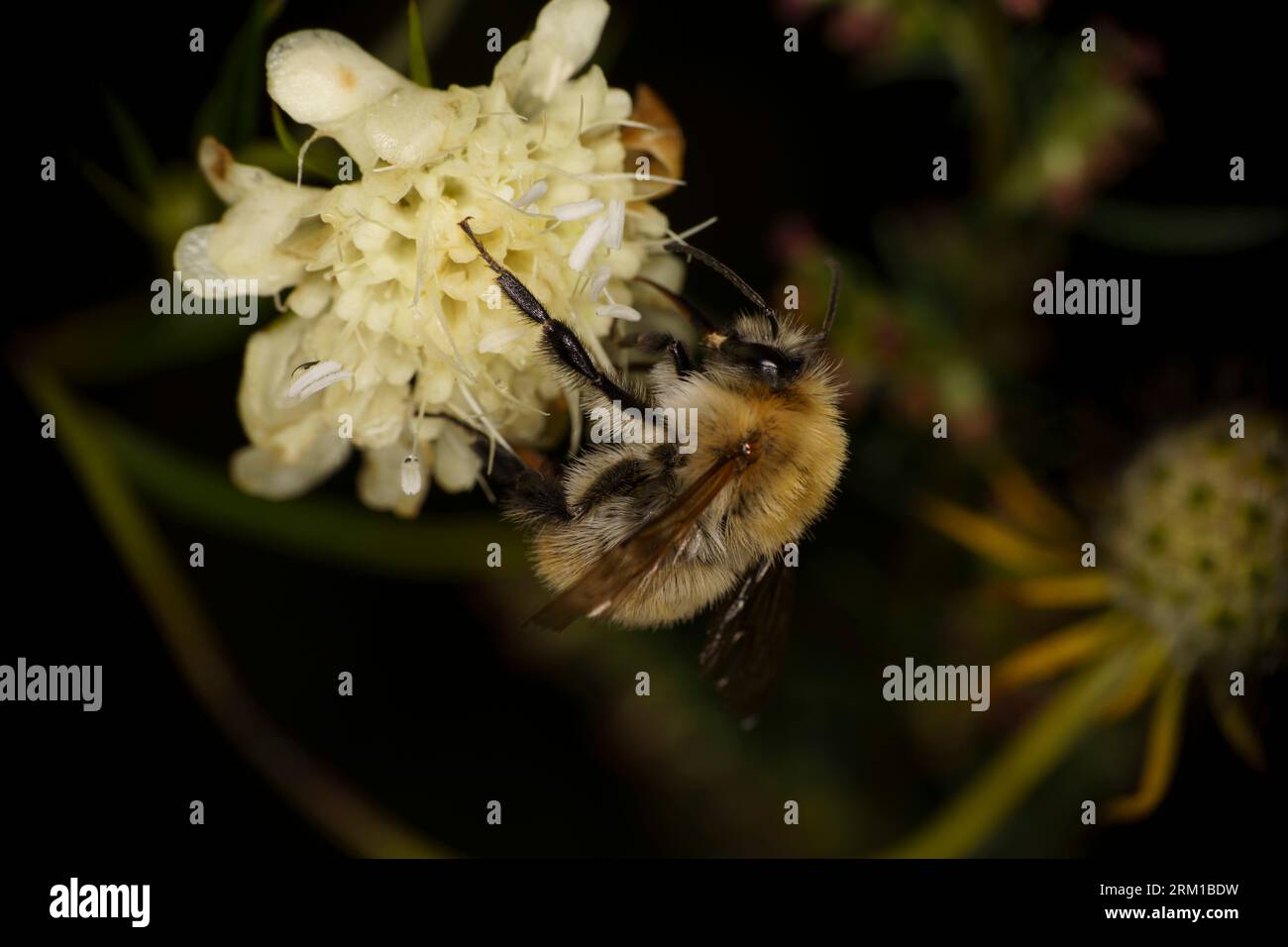 Bombus pascuorum Family Apidae Genus Bombus Common carder bumble bee ...