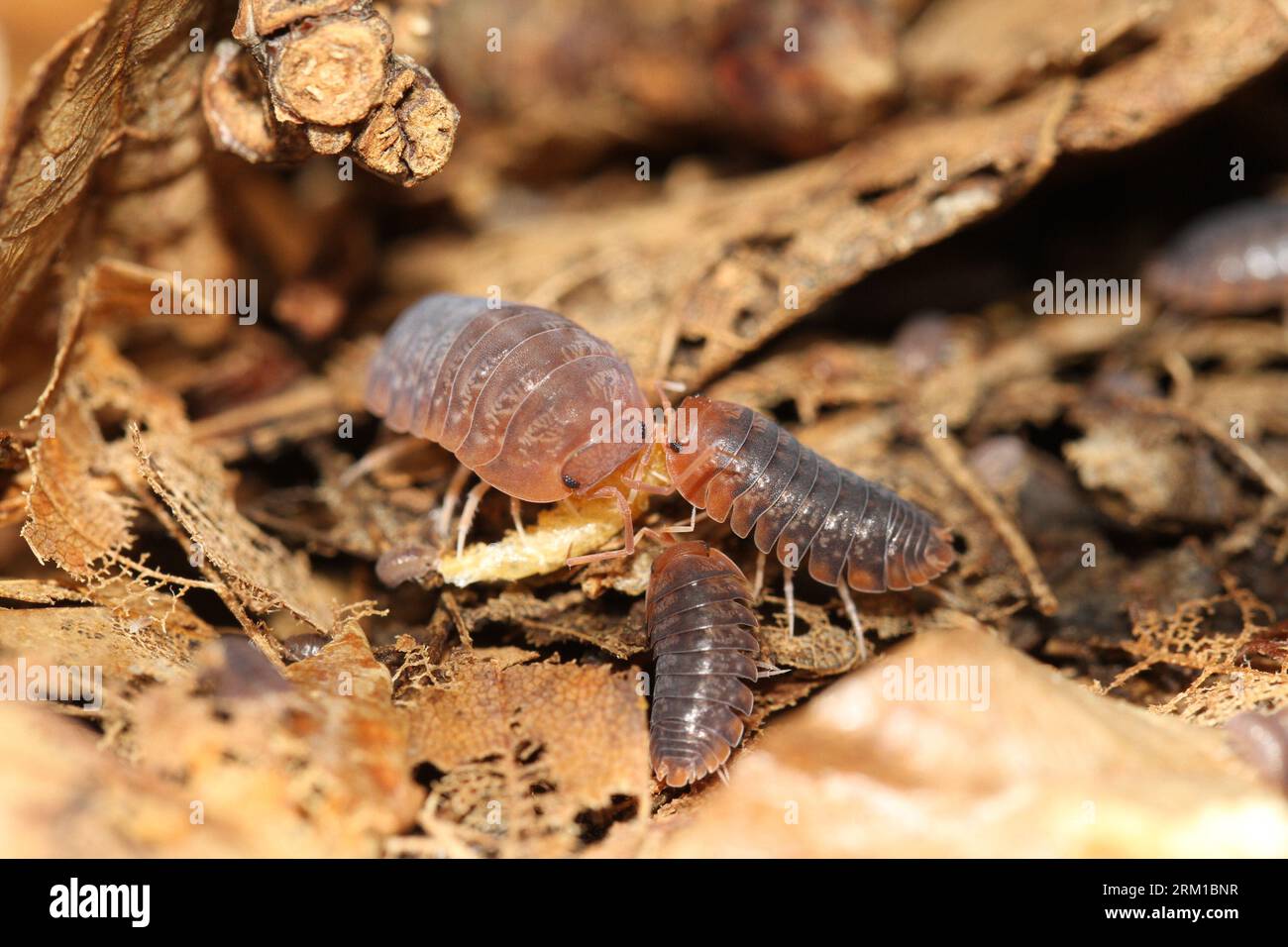 isopods woodlouse pill bugs merulanella sp vietnam Stock Photo - Alamy