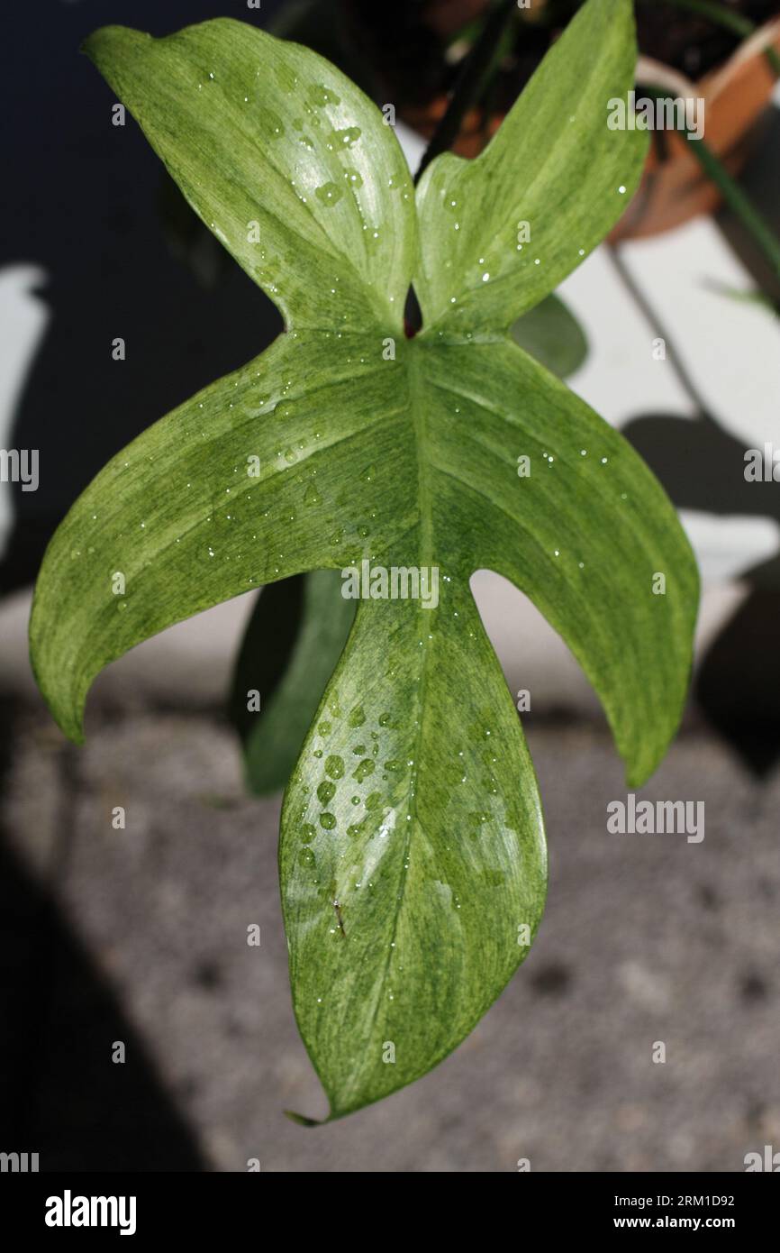 green indoor plant philodendron florida ghost Stock Photo - Alamy