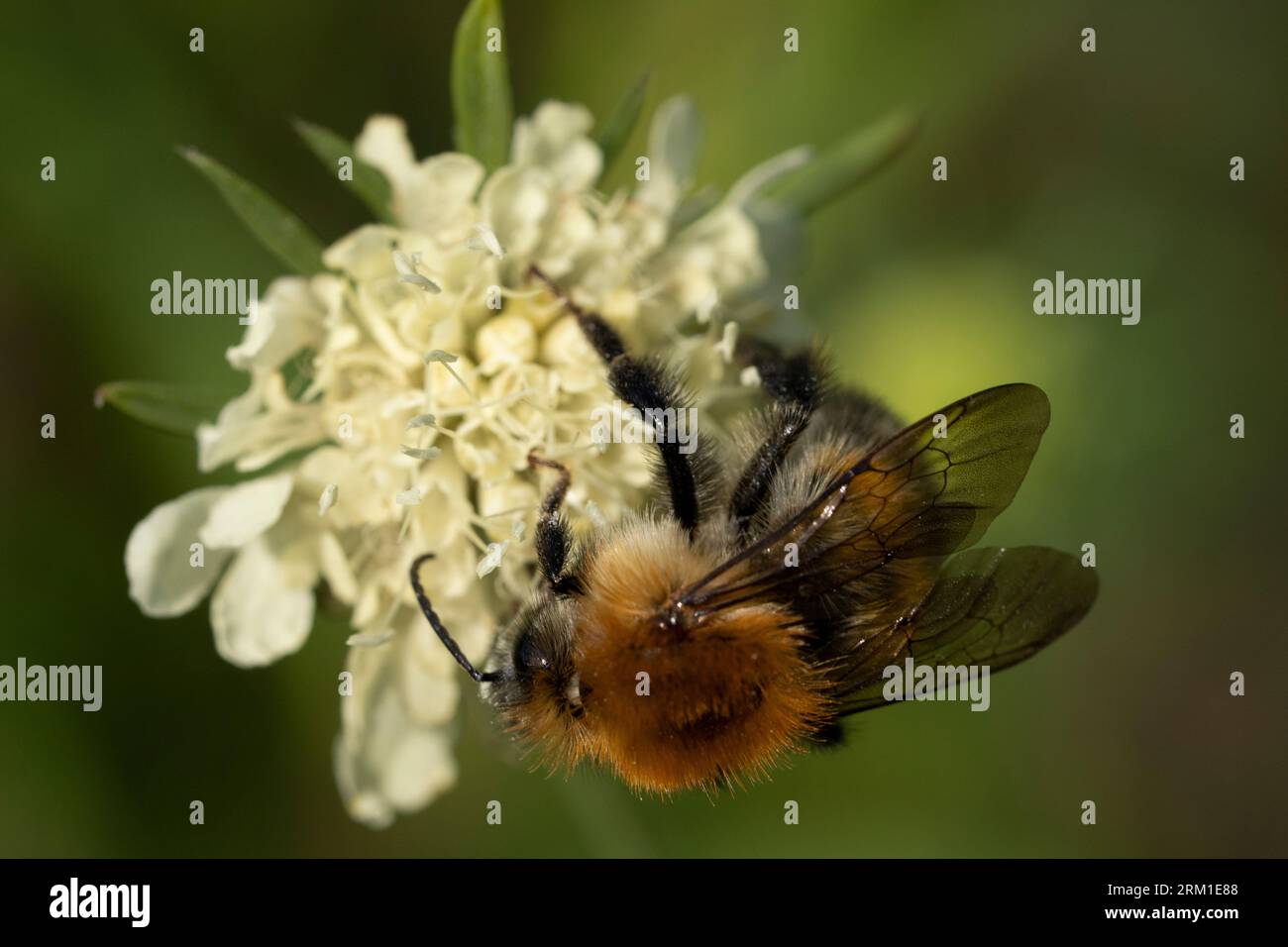 Bombus pascuorum Family Apidae Genus Bombus Common carder bumble bee ...