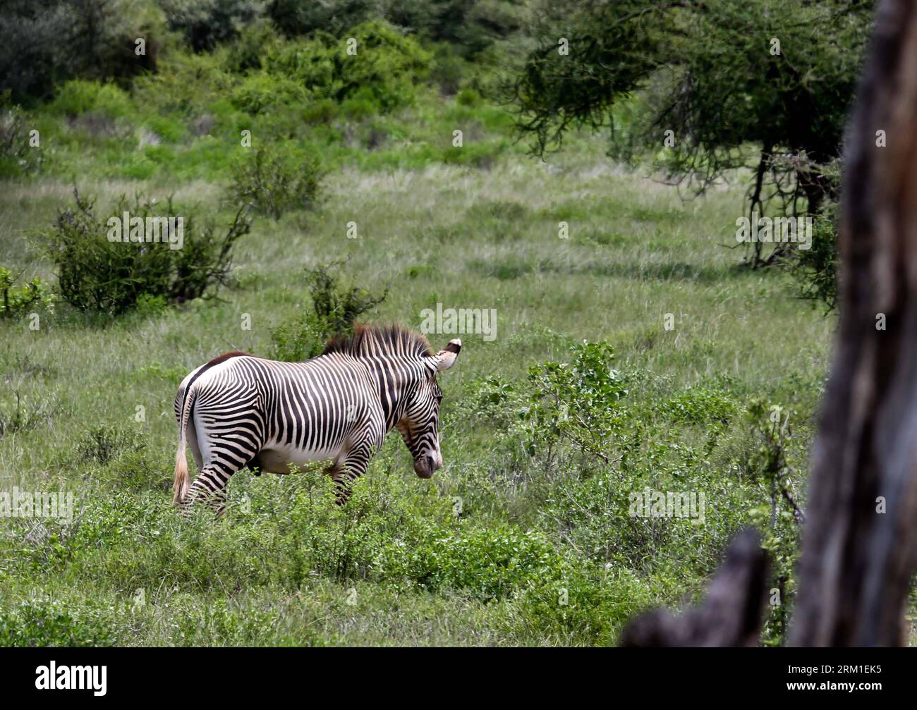 Ewaso ng iro river hi-res stock photography and images - Alamy