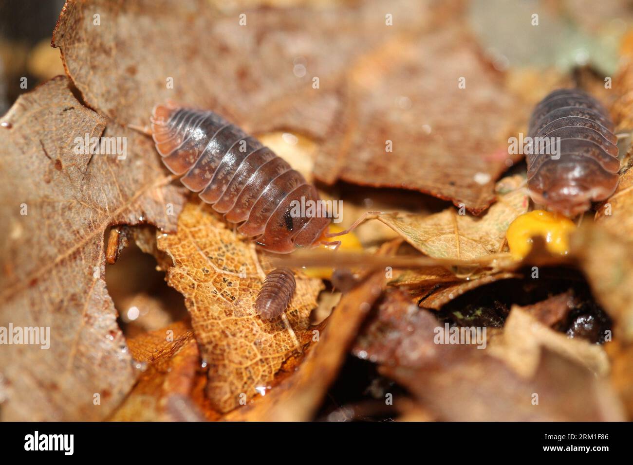 isopods woodlouse pill bugs merulanella sp vietnam Stock Photo - Alamy