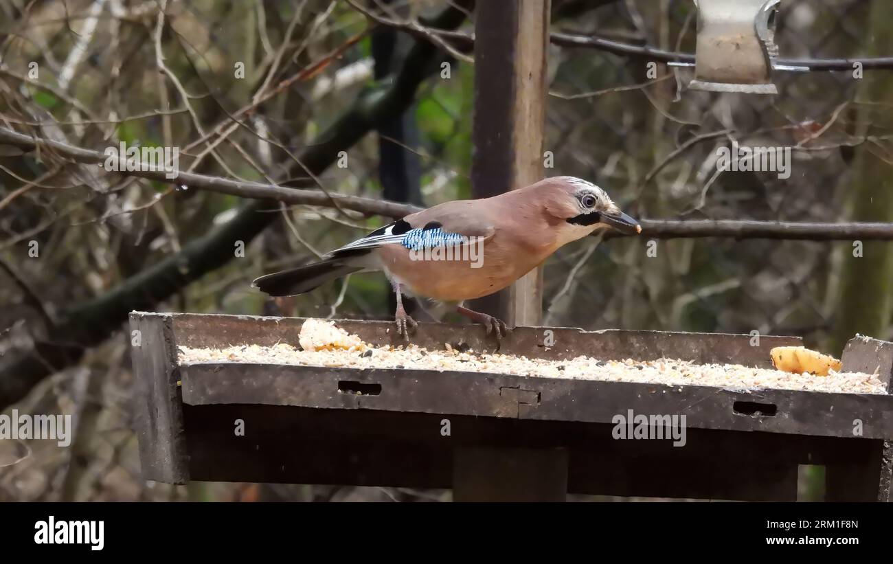 Beautiful colourful jay hi-res stock photography and images - Alamy