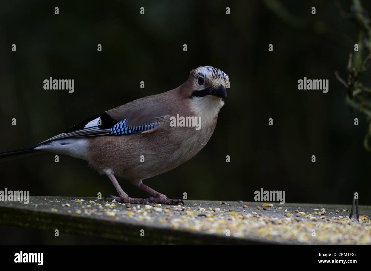 Eurasian jay uk hi-res stock photography and images - Alamy