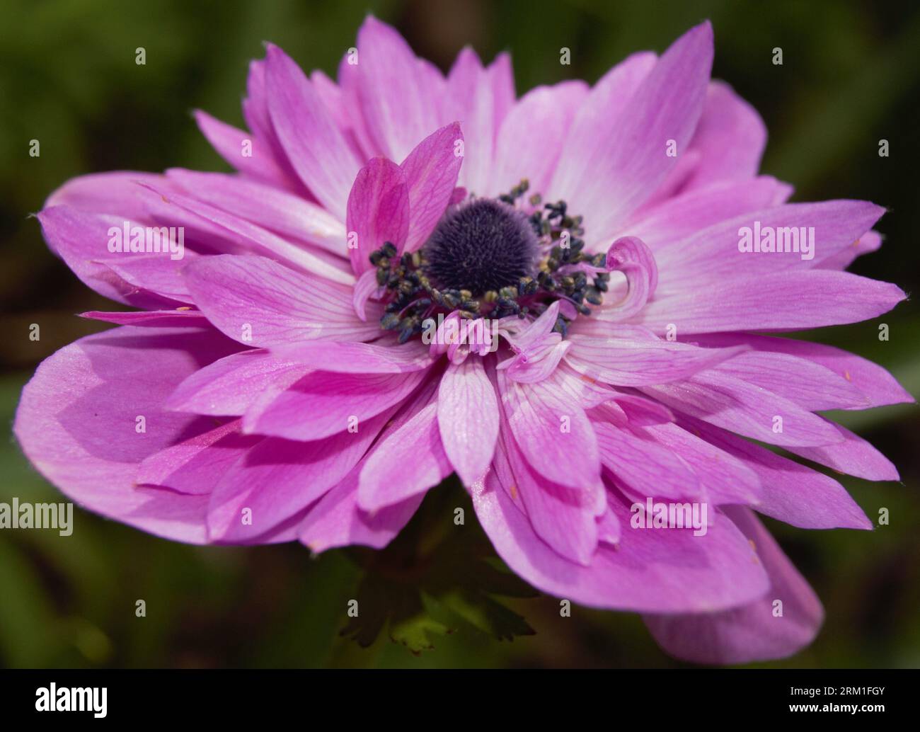 Giant admiral hi-res stock photography and images - Alamy