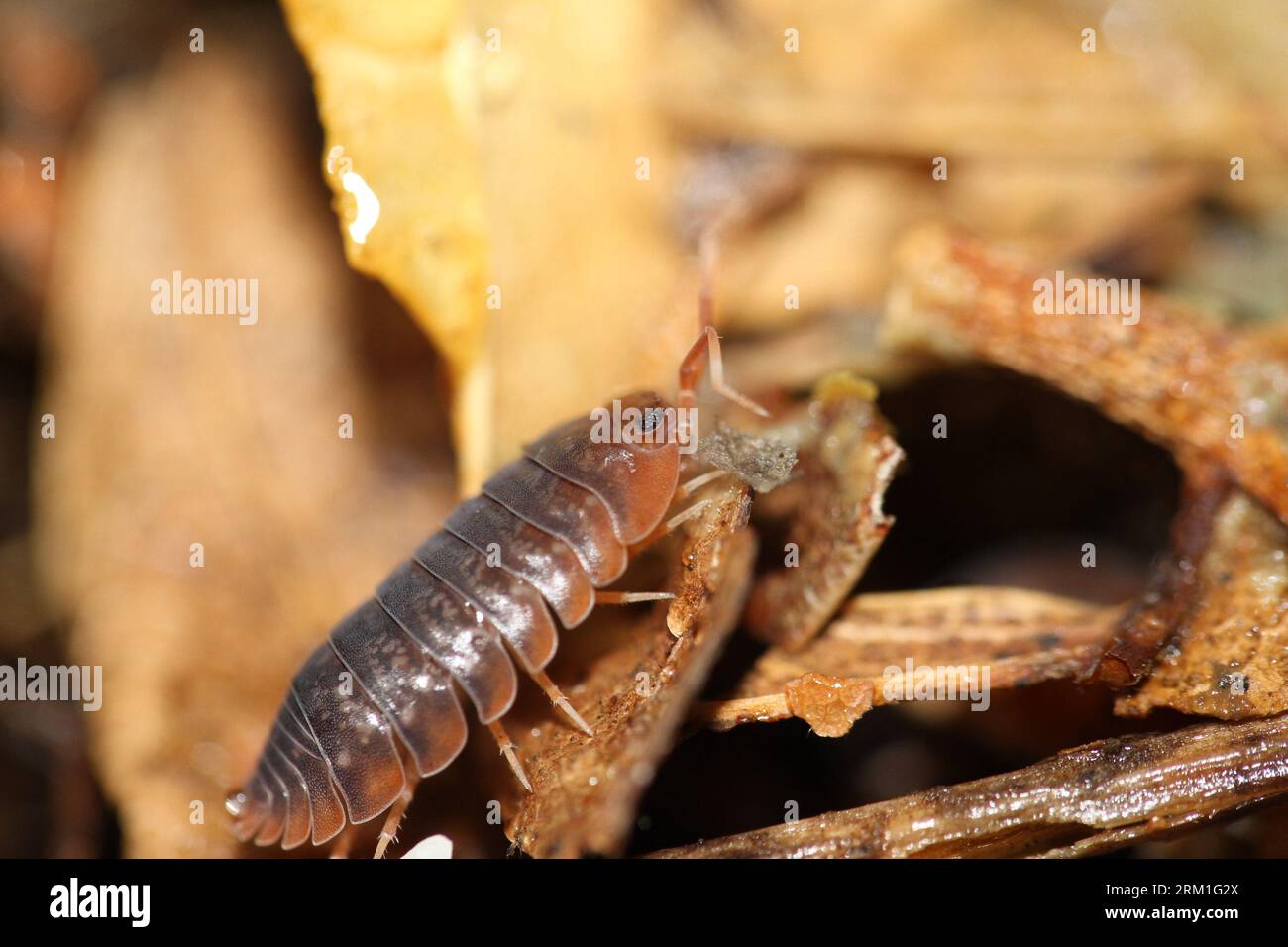 isopods woodlouse pill bugs merulanella sp vietnam Stock Photo - Alamy