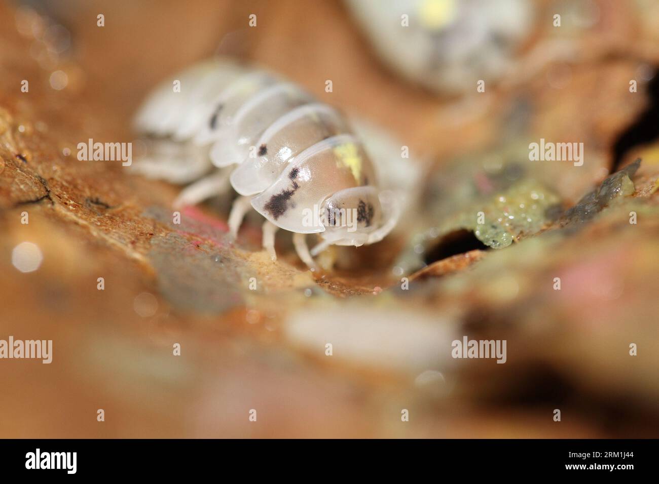 isopods woodlouse pill bugs armadillidium vulgare magic potion Stock ...