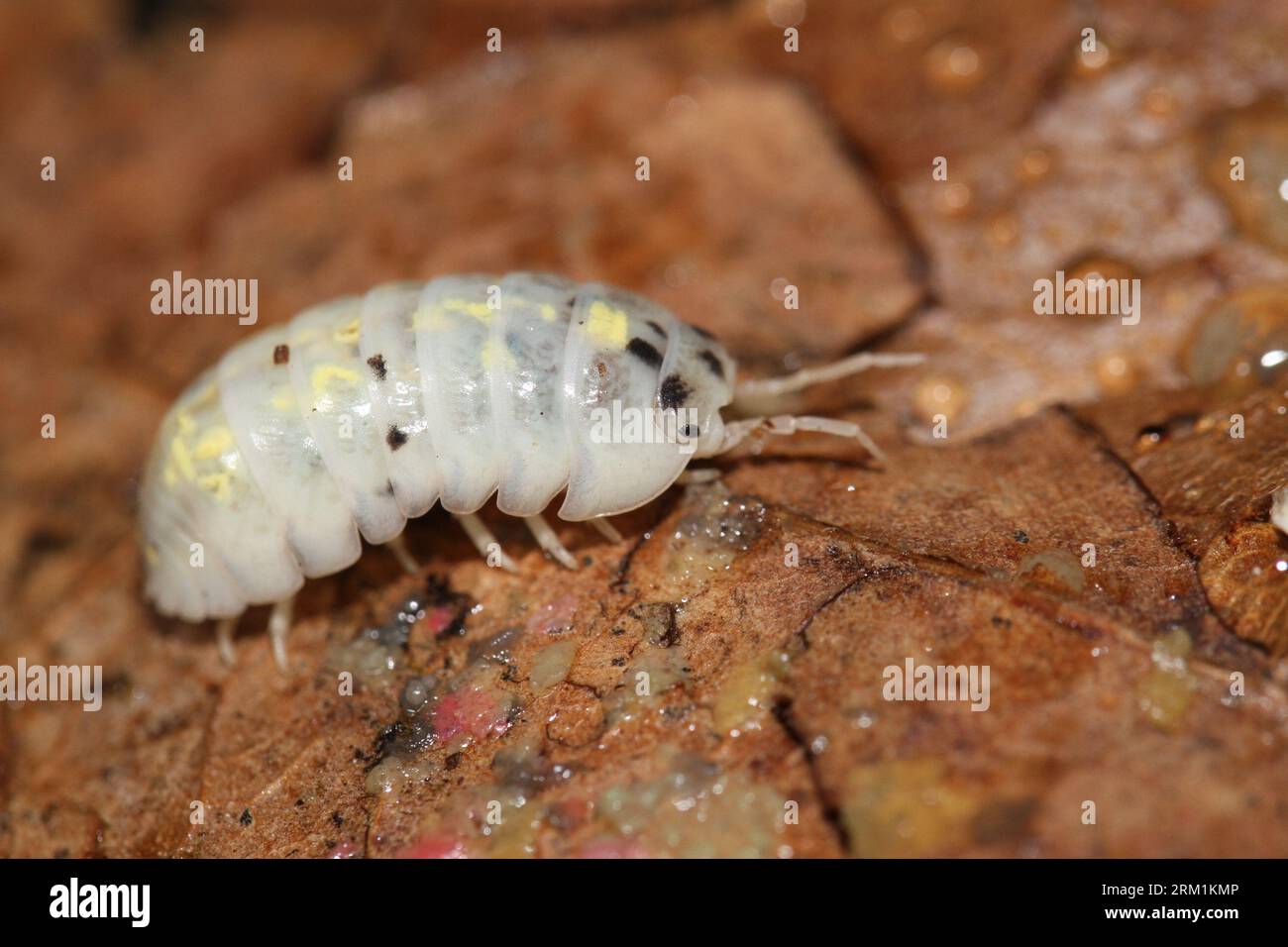 isopods woodlouse pill bugs armadillidium vulgare magic potion Stock ...