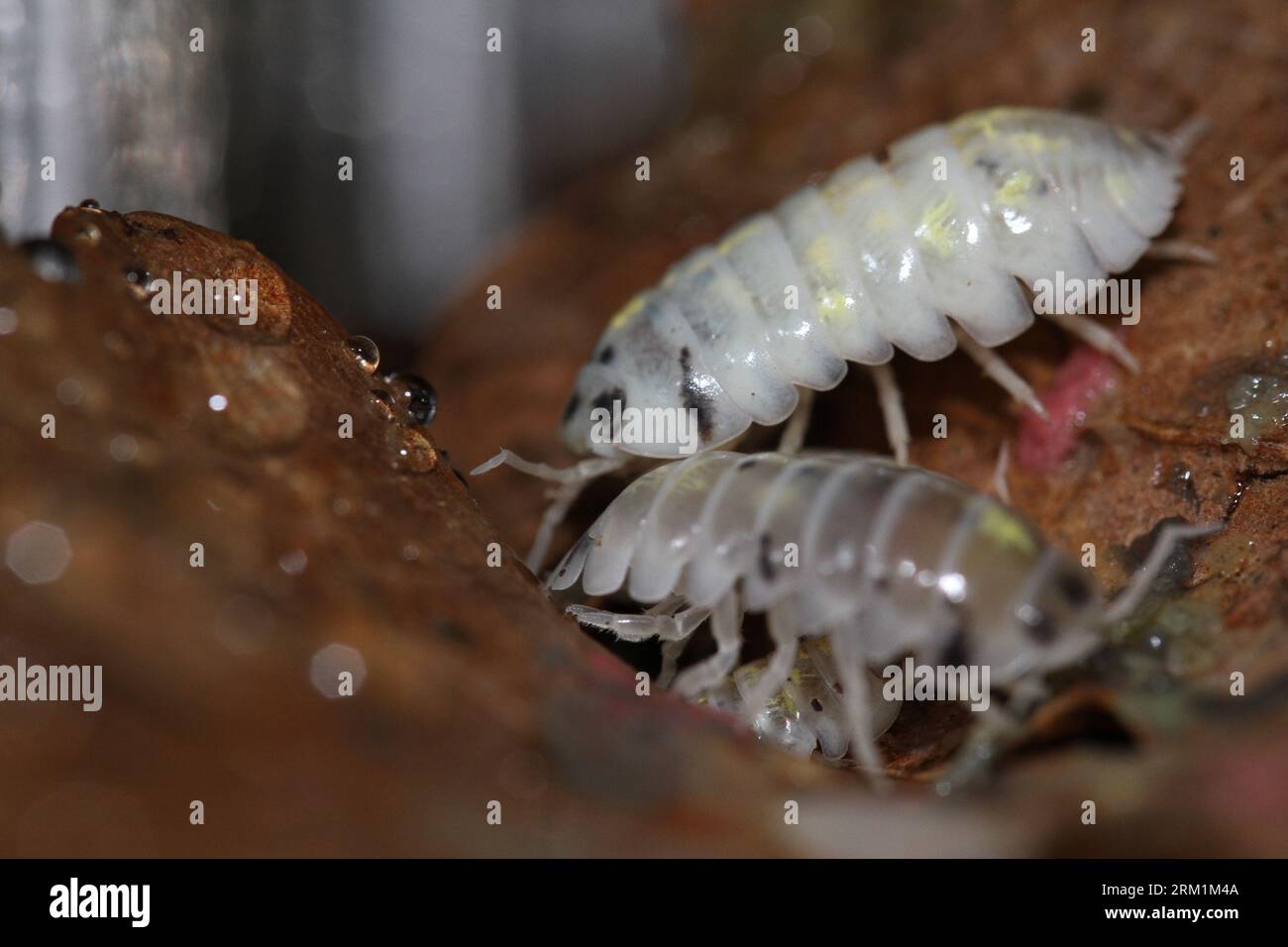 isopods woodlouse pill bugs armadillidium vulgare magic potion Stock ...