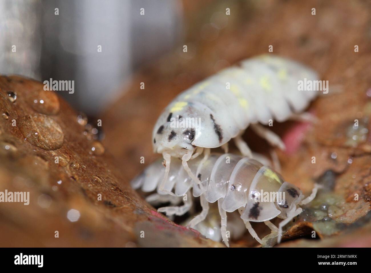 isopods woodlouse pill bugs armadillidium vulgare magic potion Stock ...