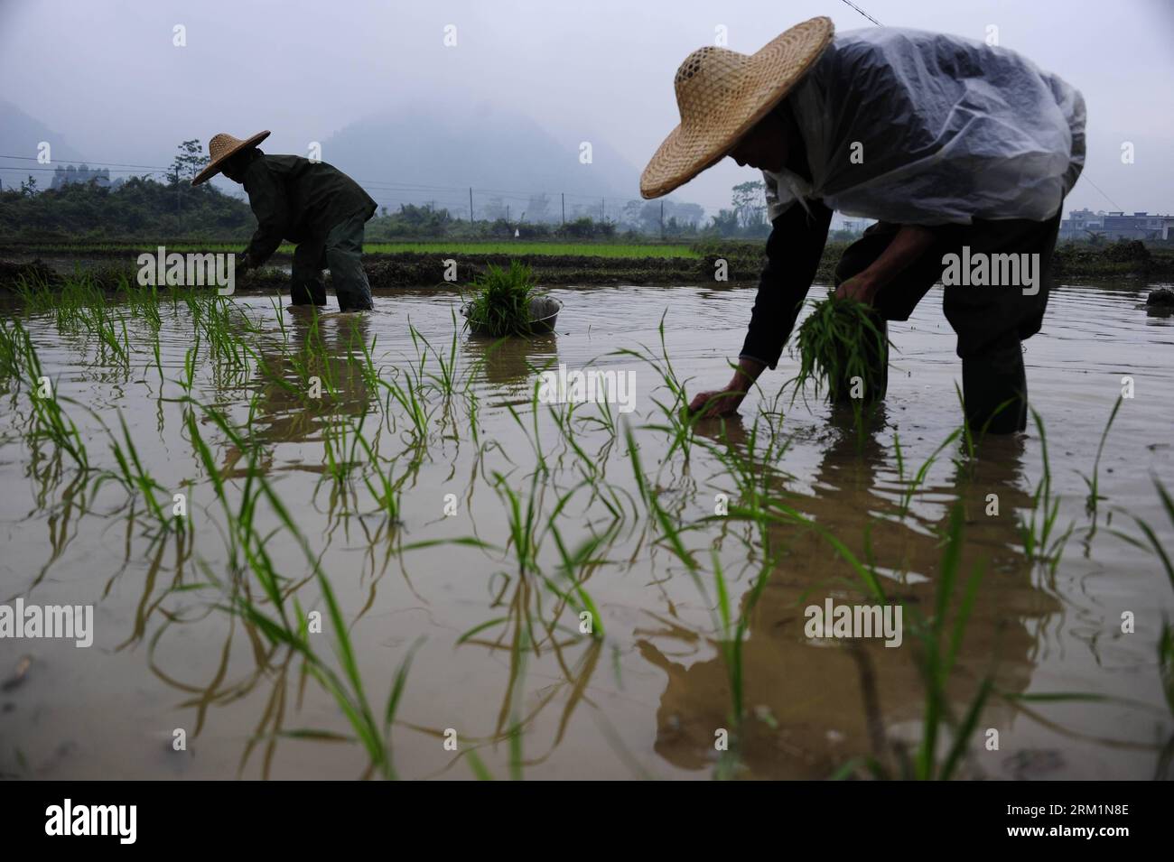 Reisbauern hi-res stock photography and images - Alamy