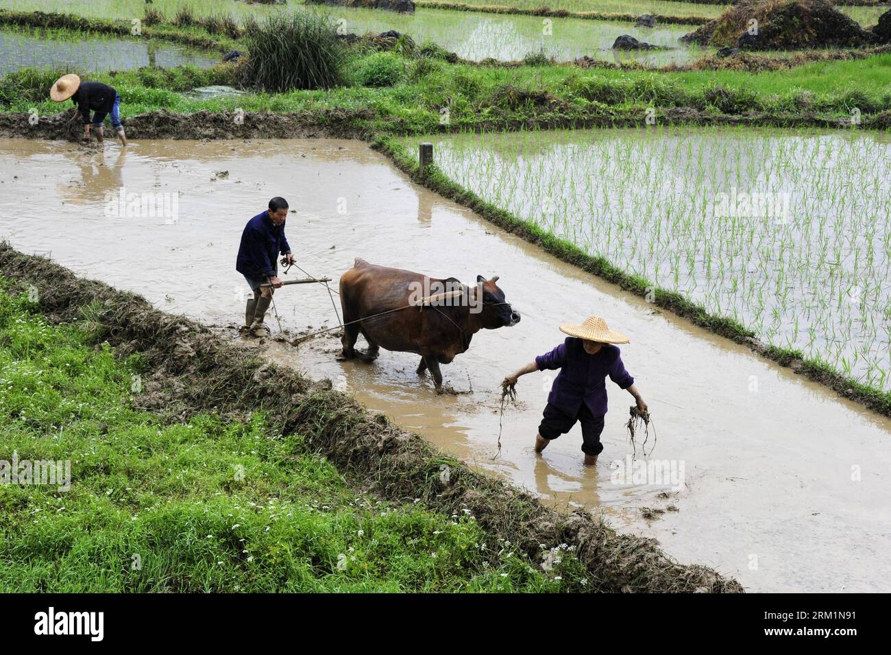 Reisbauern hi-res stock photography and images - Alamy