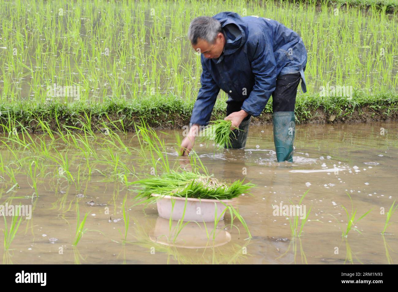 Reisbauern hi-res stock photography and images - Alamy