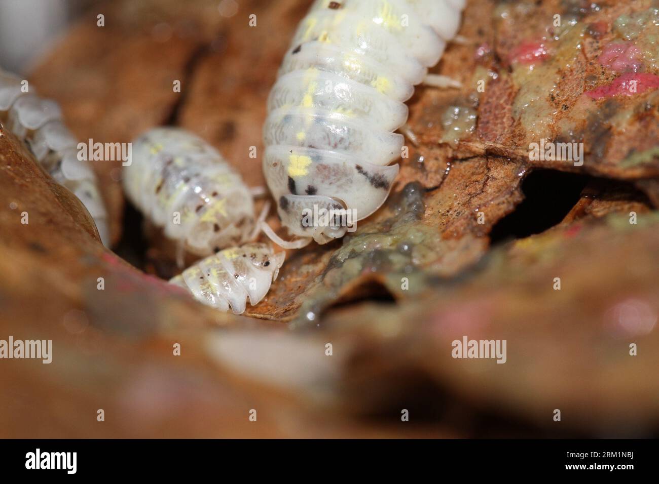 isopods woodlouse pill bugs armadillidium vulgare magic potion Stock ...