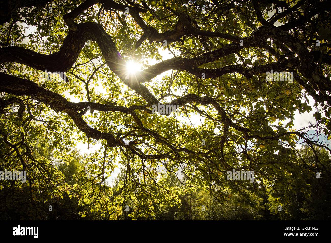 Streaming growth hi-res stock photography and images - Alamy