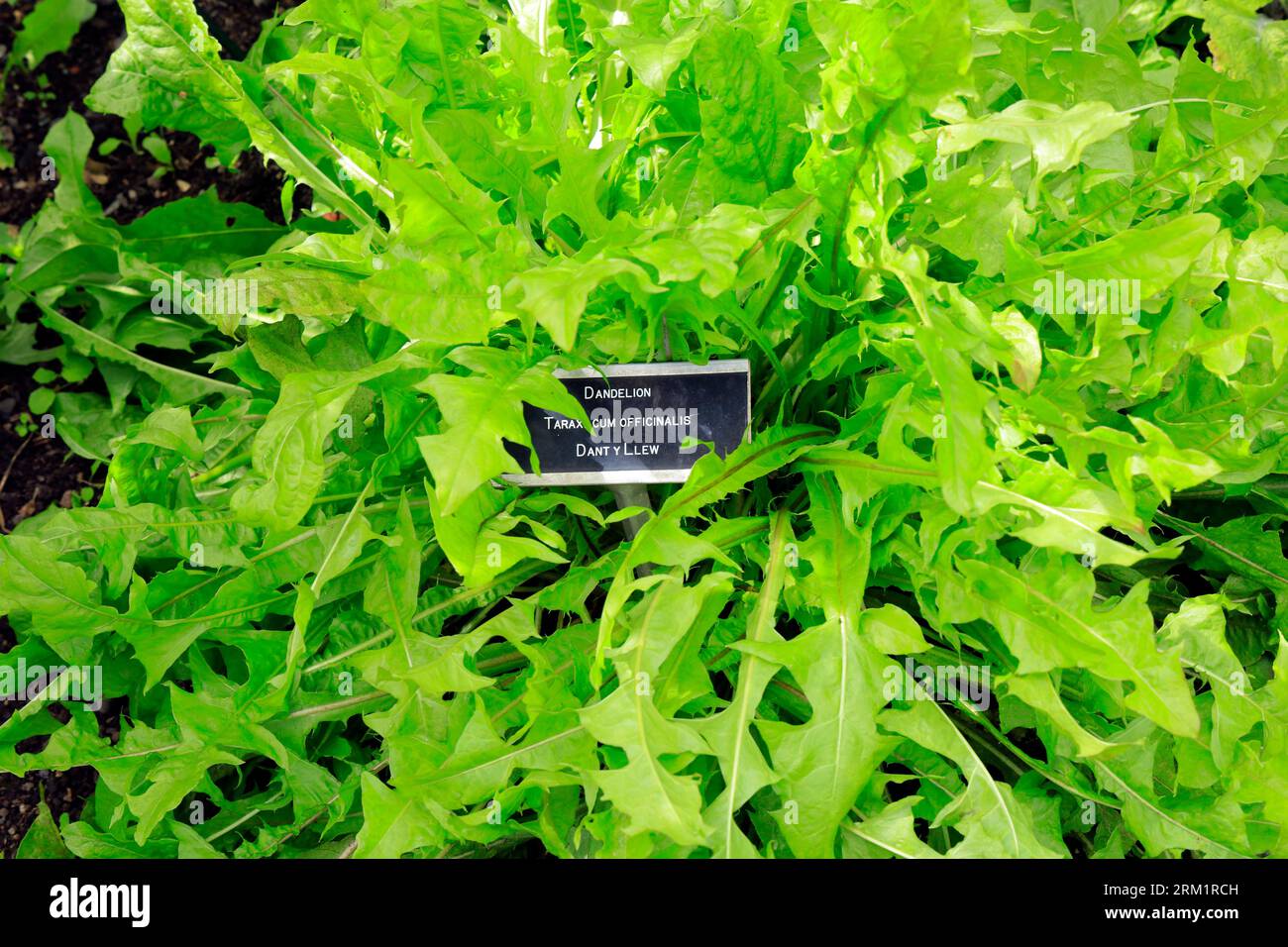 Dandelion plant and label in English, Latin and in Welsh. Taken Aug ...