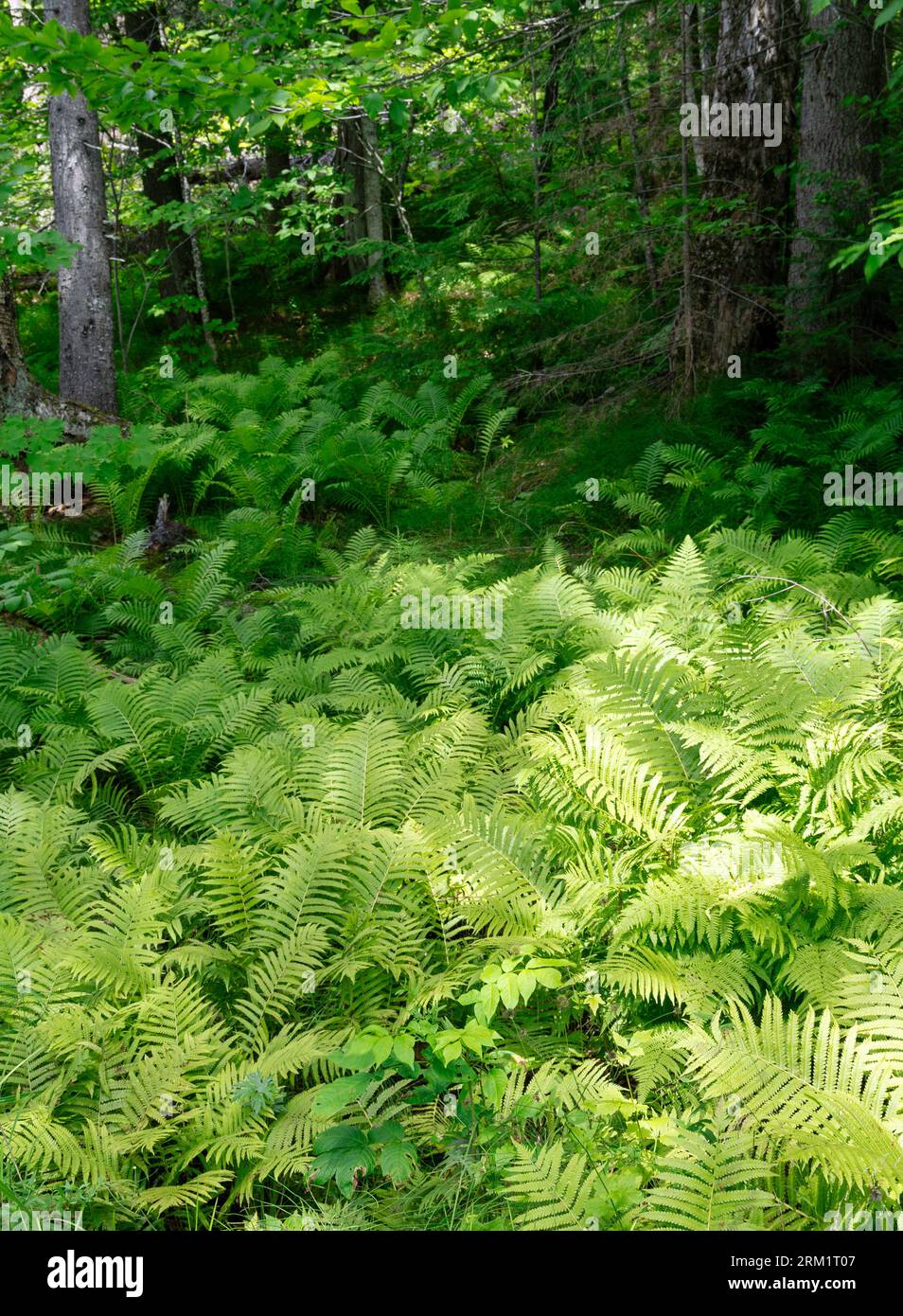 Ferns in a wooded area in northern Michigan Stock Photo - Alamy