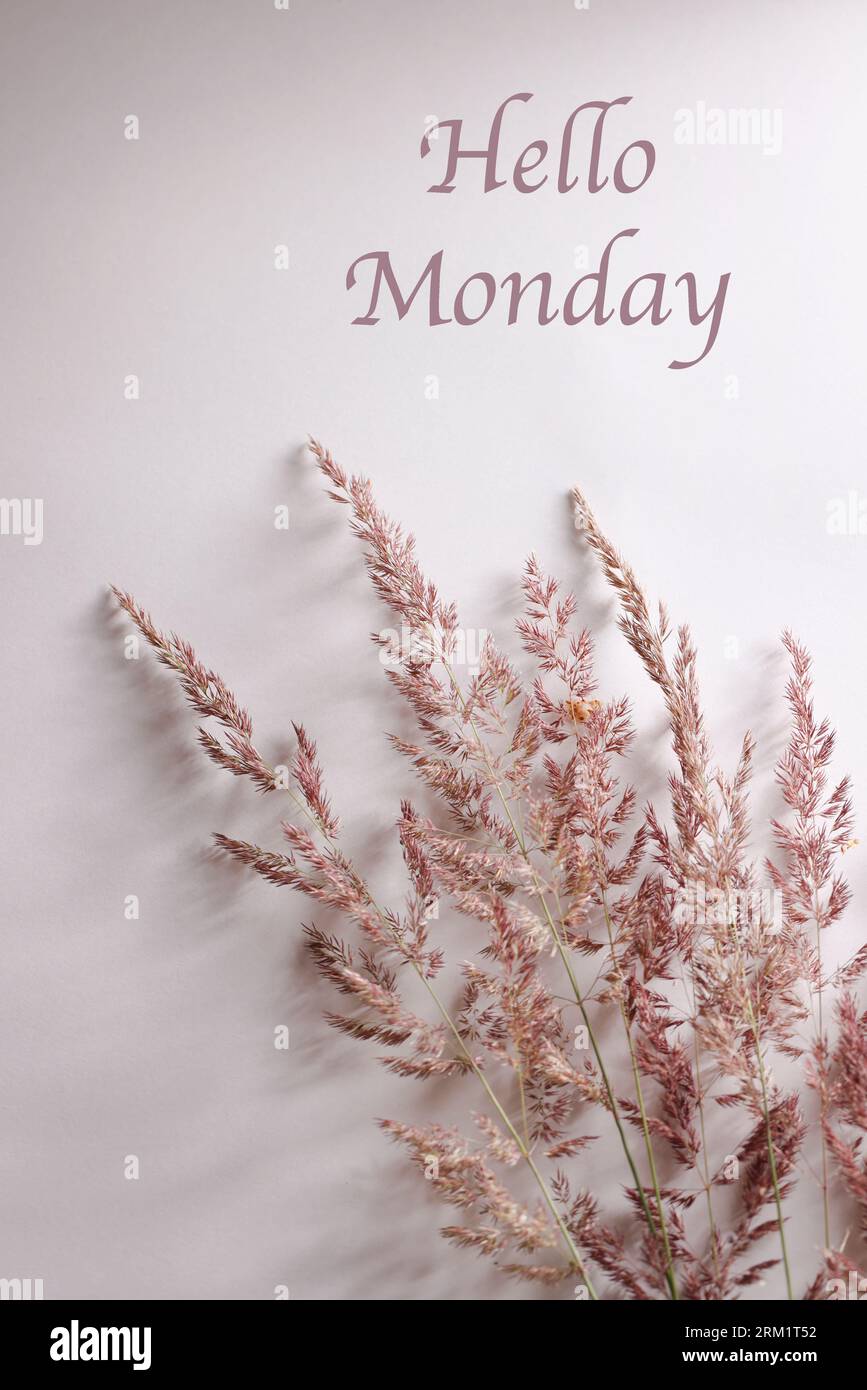 hello Monday text with pampas grass on white background. copy space ...