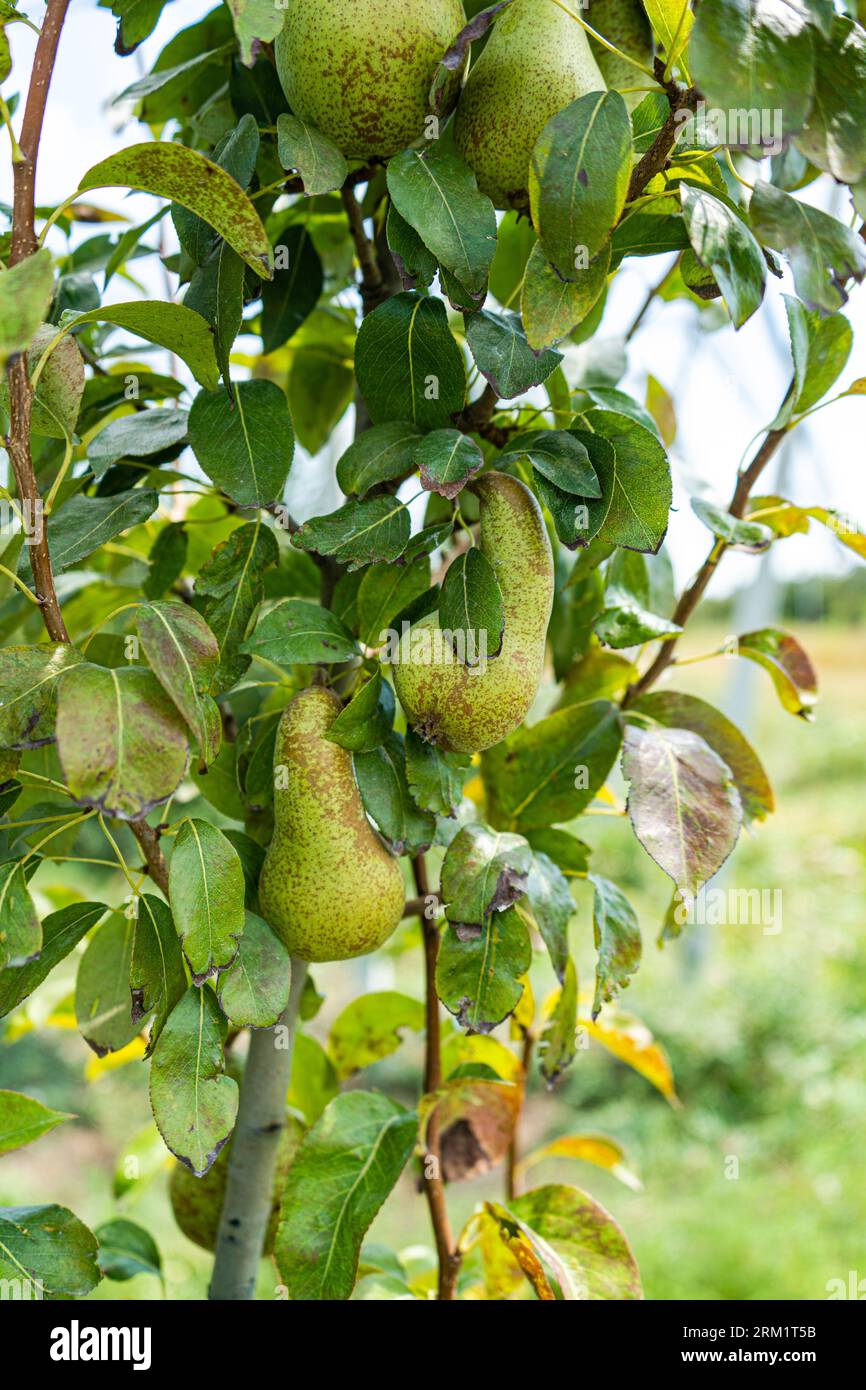 Unripe pears on the trees in the end of summer almost ready for ...