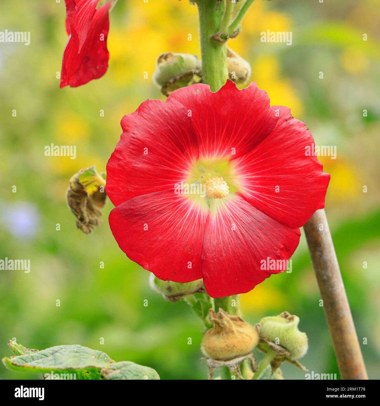 Alcea rosea, the common hollyhock - single flower - Deep red Taken Aug ...