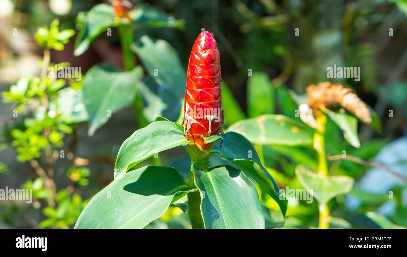 Costus woodsonii, red rocket flower buds Stock Photo - Alamy