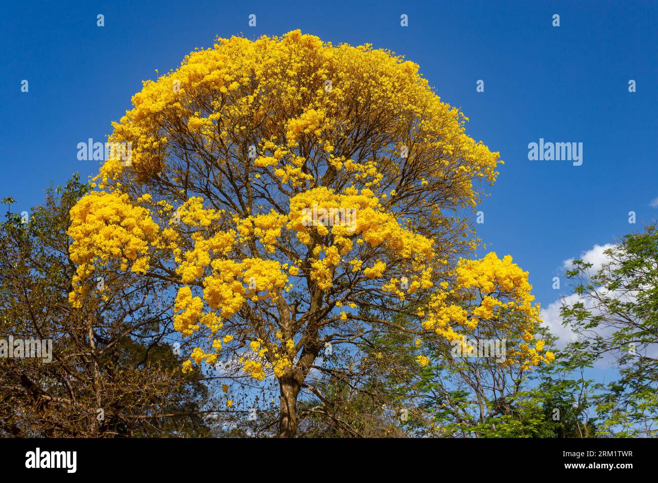 Natural Blooming Golden Trumpet Tree (in Portuguese: Ipe Amarelo; scientific name: Tabebuia ...