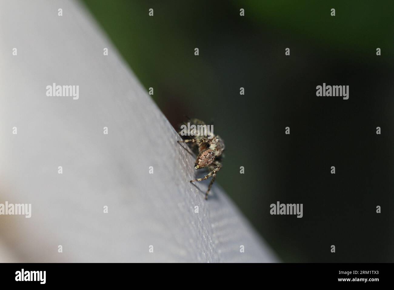jumping spider on green plant in garden marpissa muscosa Stock Photo ...