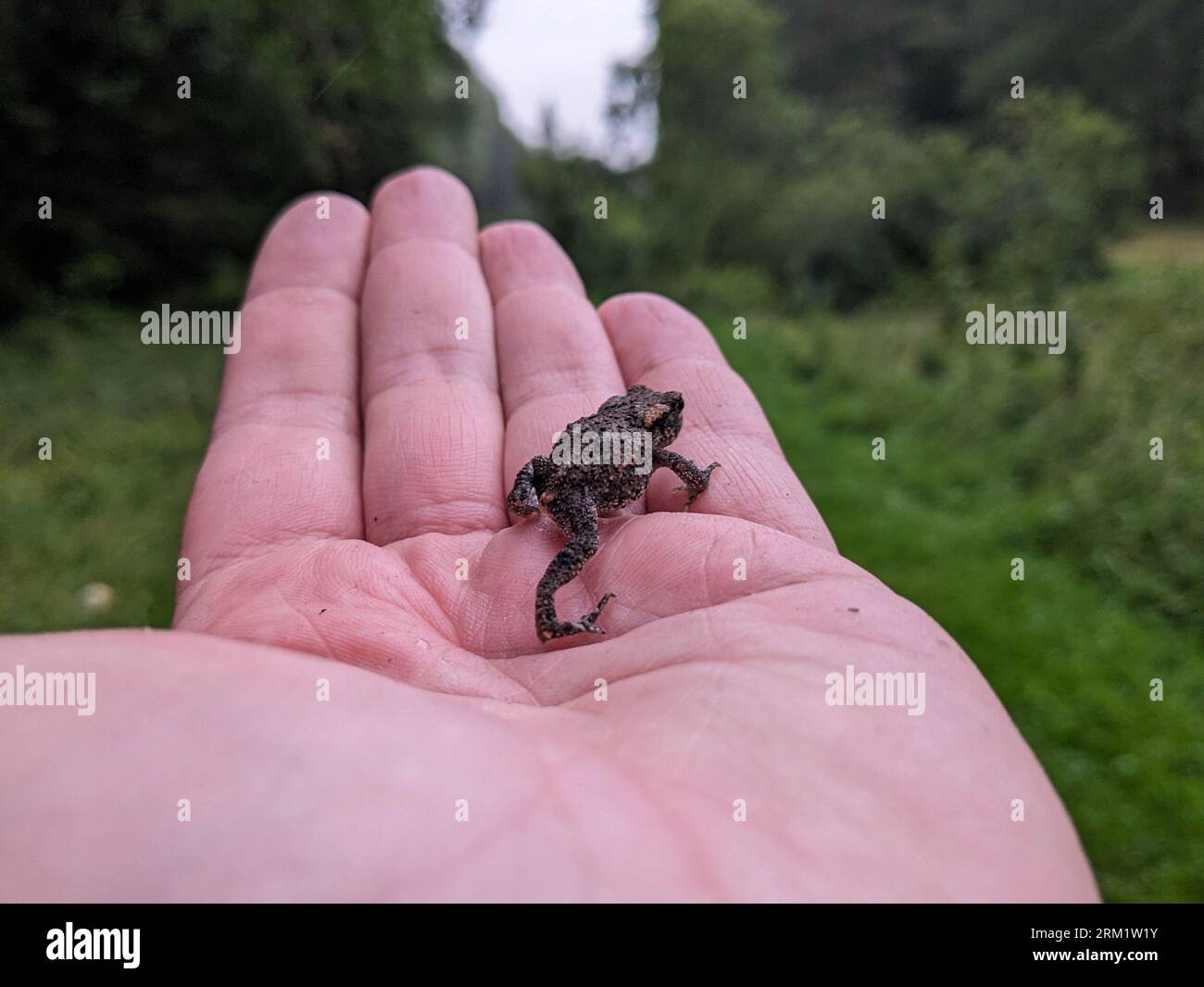 A hand holding a frog hi-res stock photography and images - Alamy