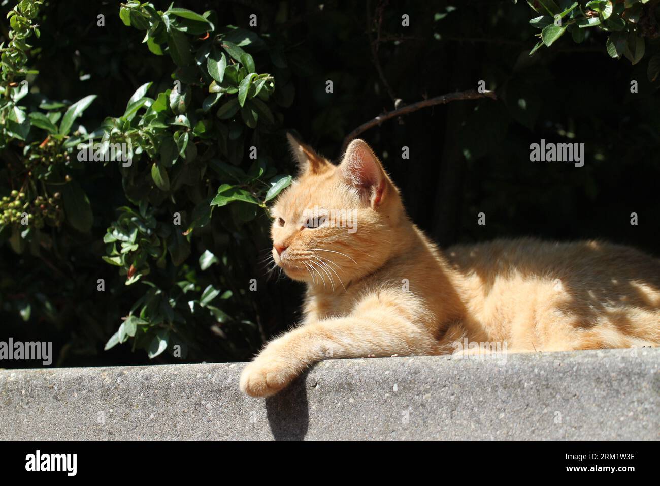 ginger cat outdoors with green plants garden Stock Photo - Alamy