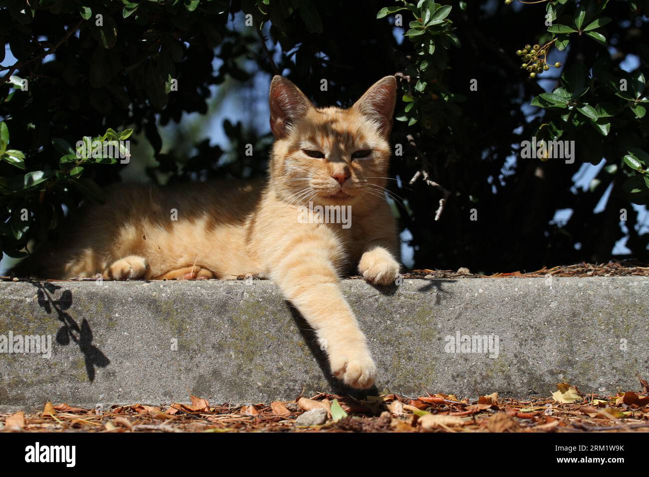 Ginger cat outdoors hi-res stock photography and images - Alamy