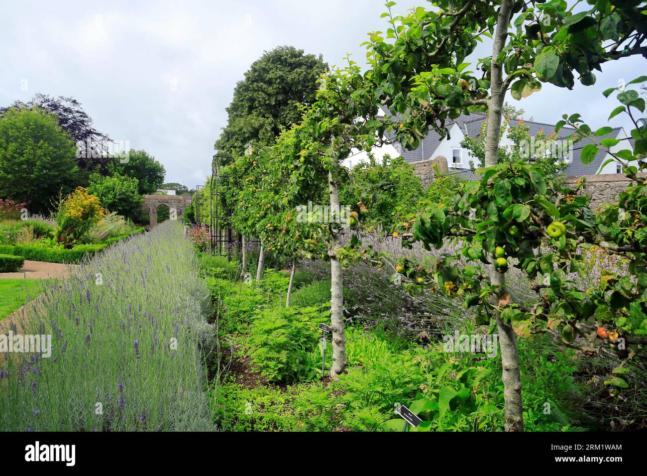 Apple trees on pleached hedge and lavender row, Taken Aug 2023 Stock ...