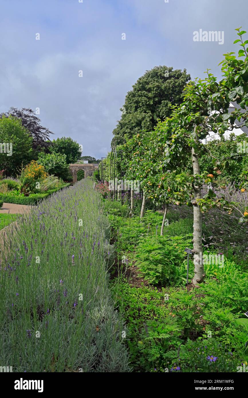 Pleached hi-res stock photography and images - Alamy